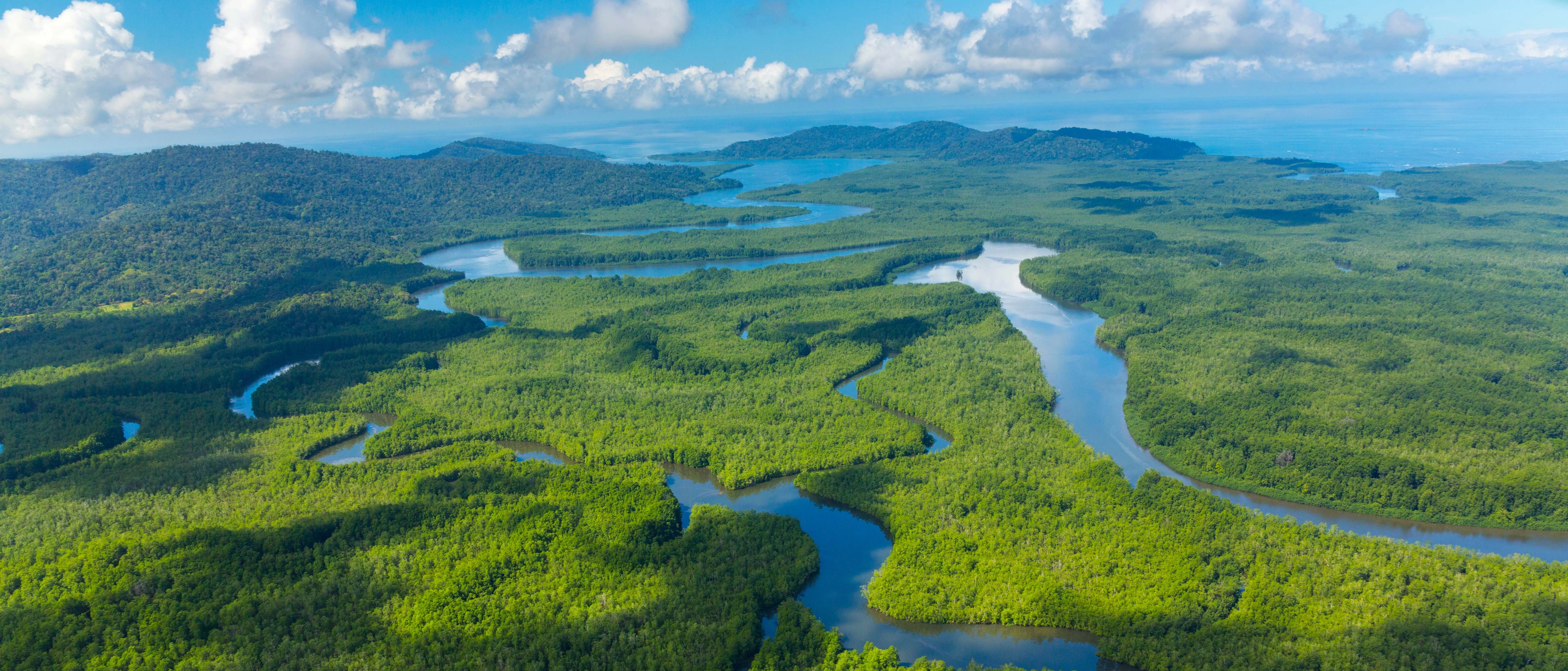 EUDR Regulation: The most important requirements for companies